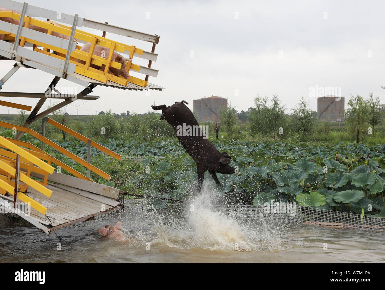 A pig jumps off a platform and dives into the water during a daily ...