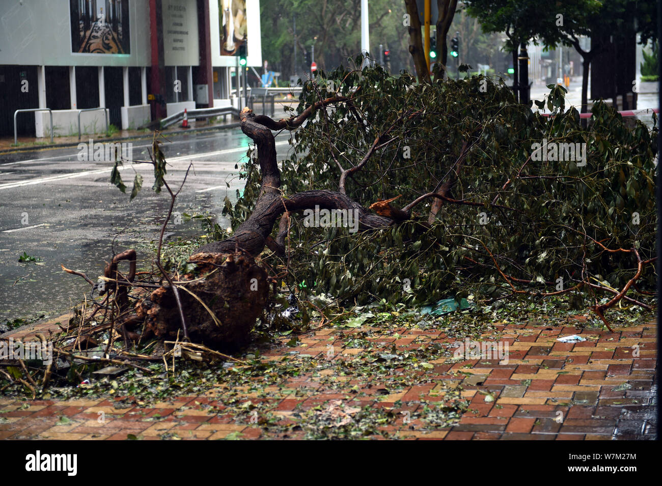 A tree is uprooted by strong wind caused by Typhoon Pakhar on a road in ...