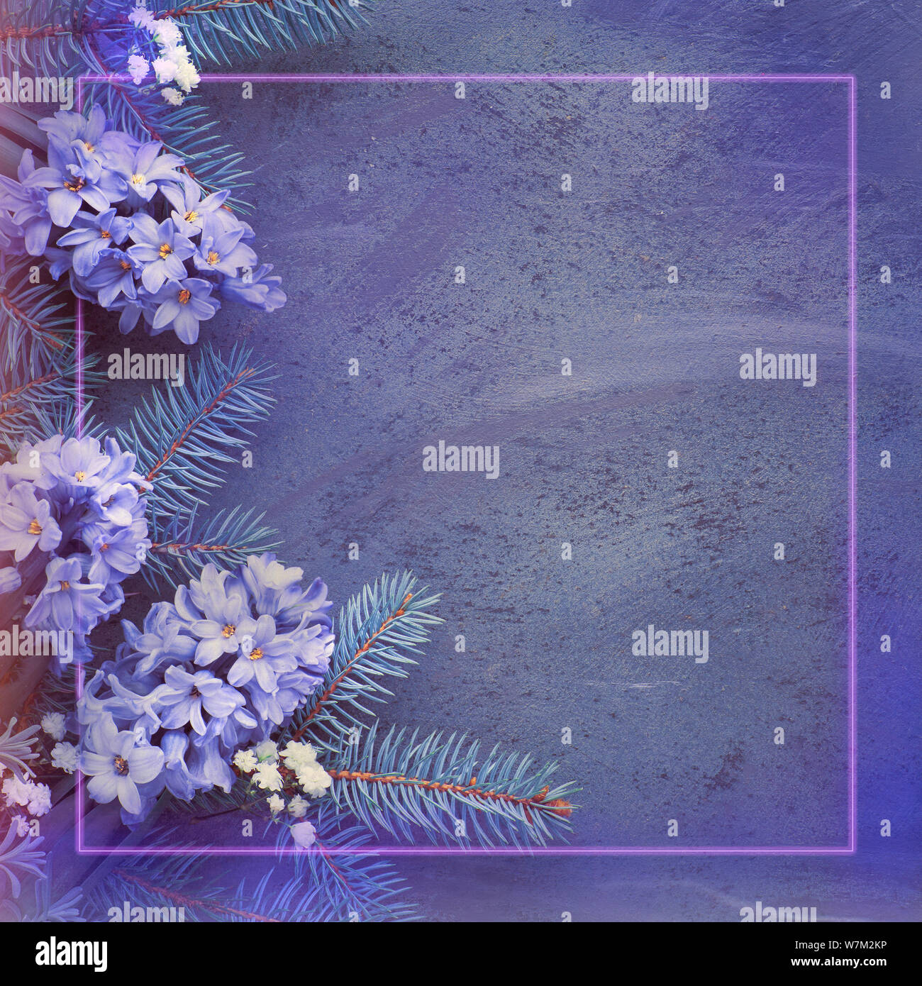 Neon winter background with UV light frame on hyacinth flowers, fir ...