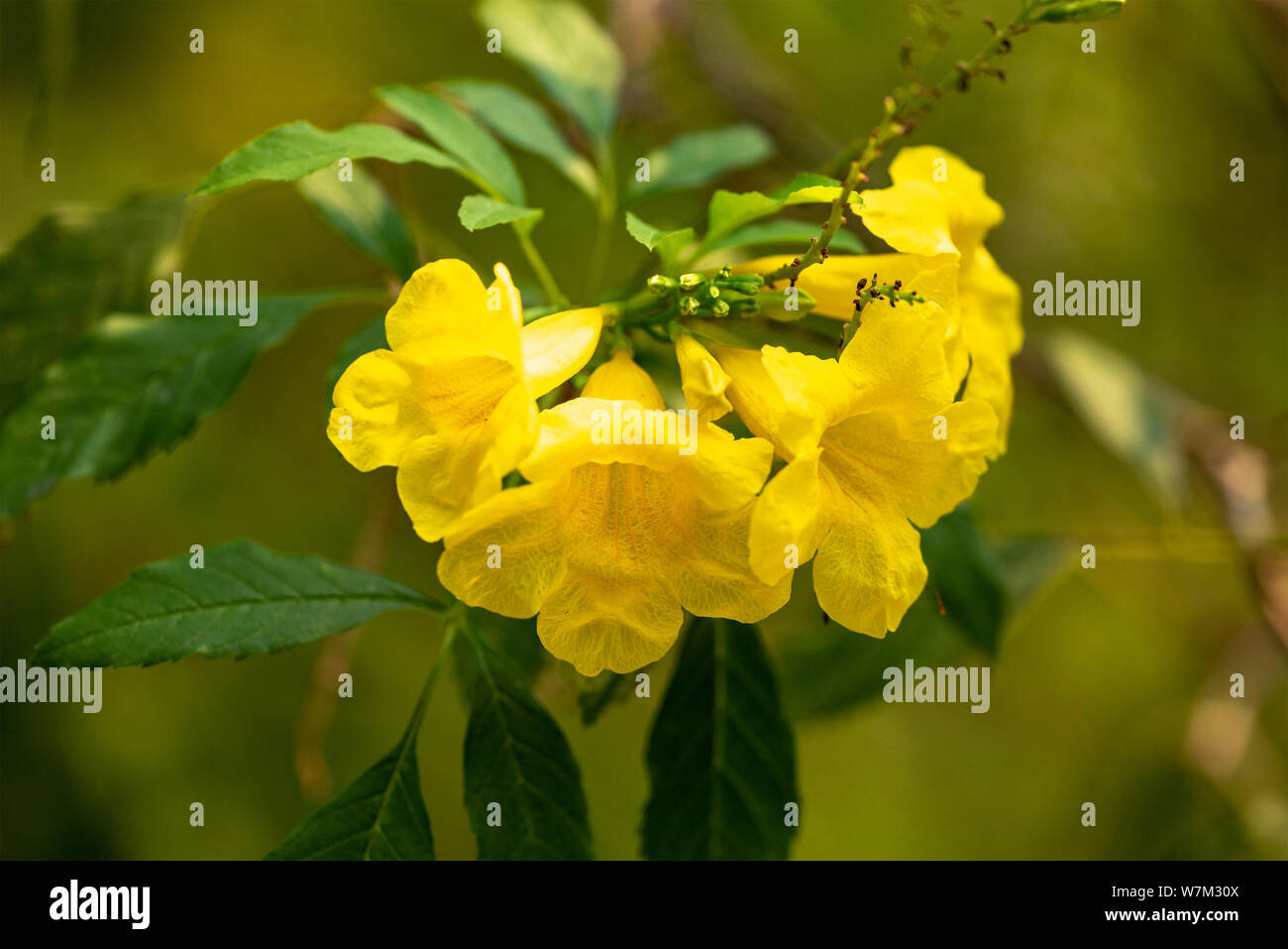 Close-up of a yellow flower Allamanda (Allamanda cathartica). Thailand ...