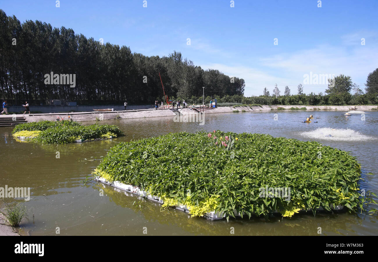 View of the vegetable fields on water in a breeding base in Beijing ...