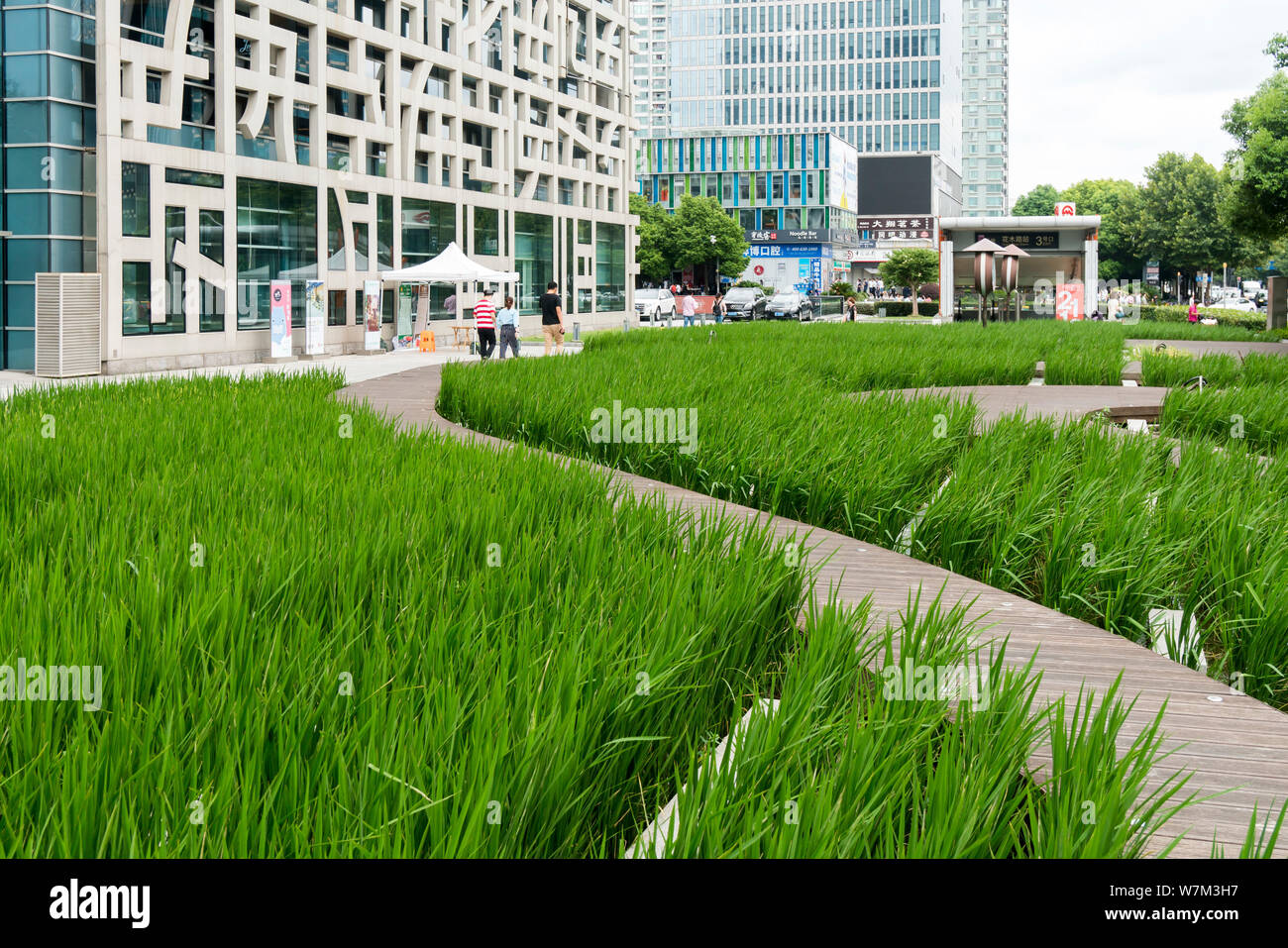 View of a paddy rice field turning green on a square at Himalayas ...