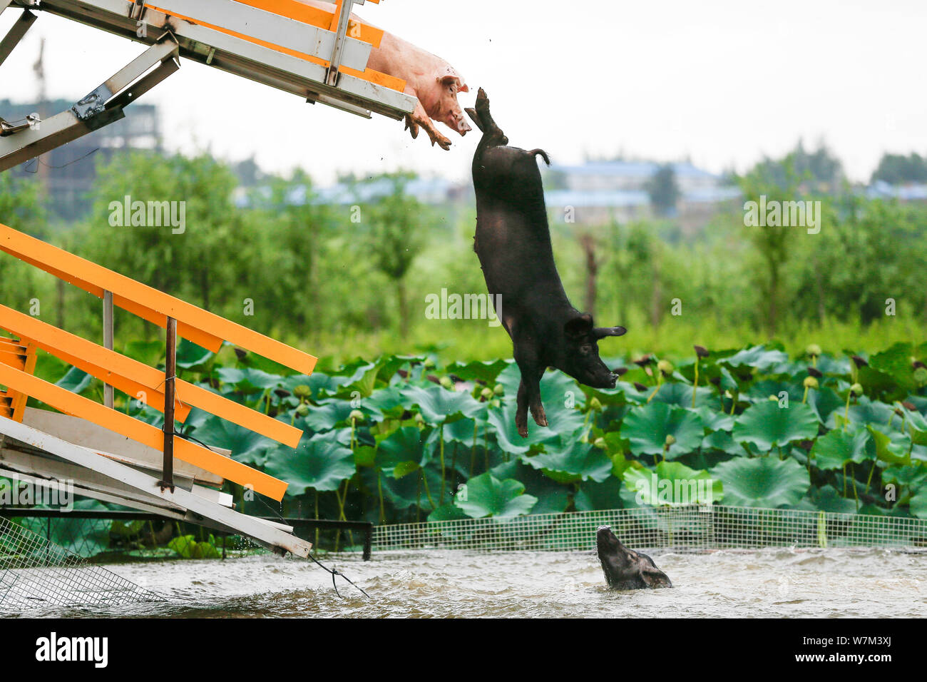 A pig jumps off a platform and dives into the water during a daily ...