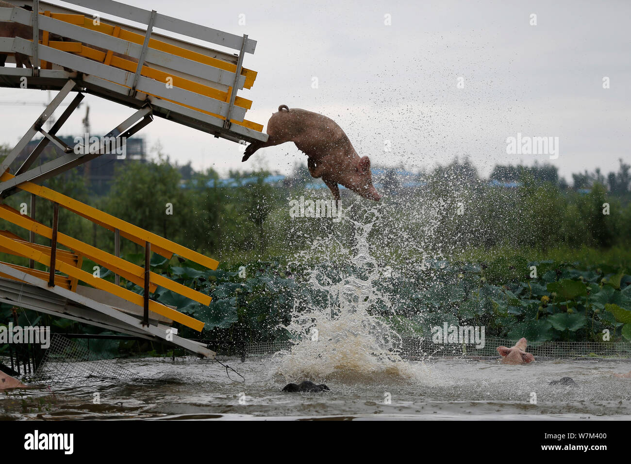A pig jumps off a platform and dives into the water during a daily ...