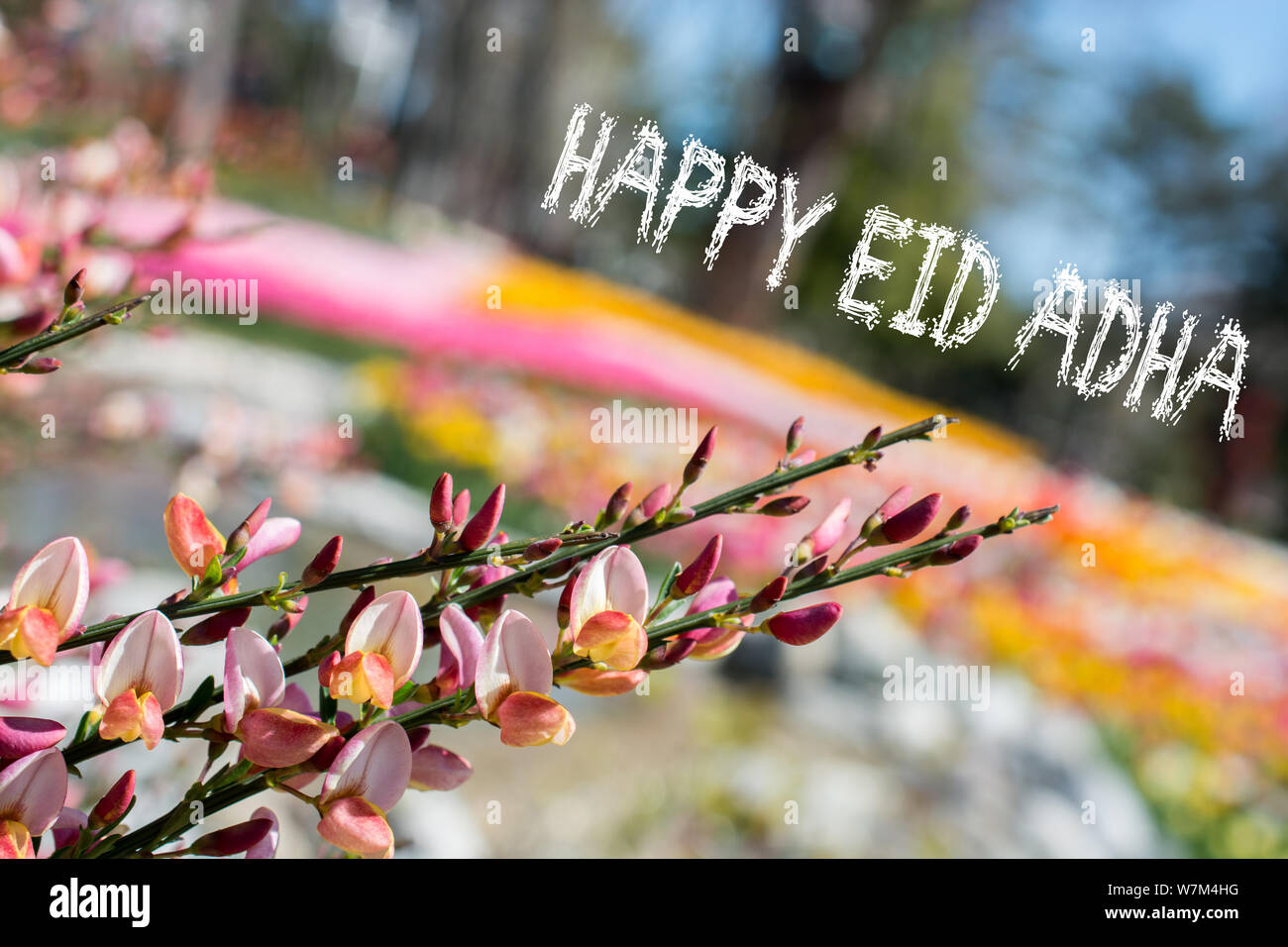 Muslim holiday festival of sacrifice, Happy Eid al-Adha mubarak wording ...