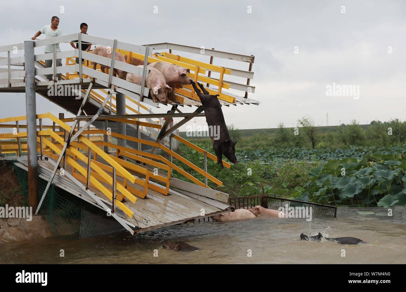 A pig jumps off a platform and dives into the water during a daily ...