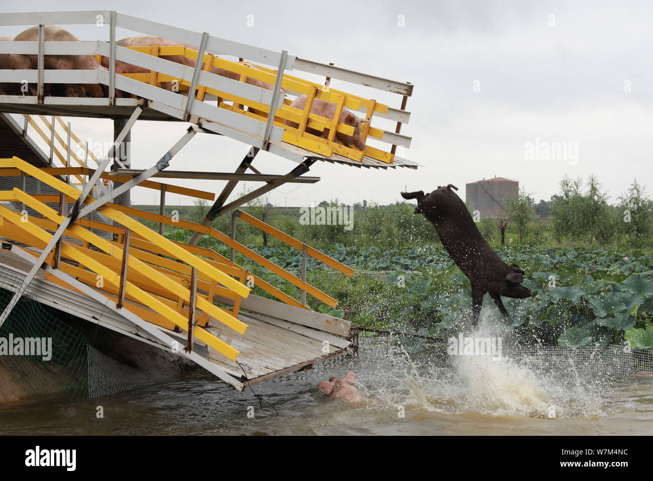 A pig jumps off a platform and dives into the water during a daily ...