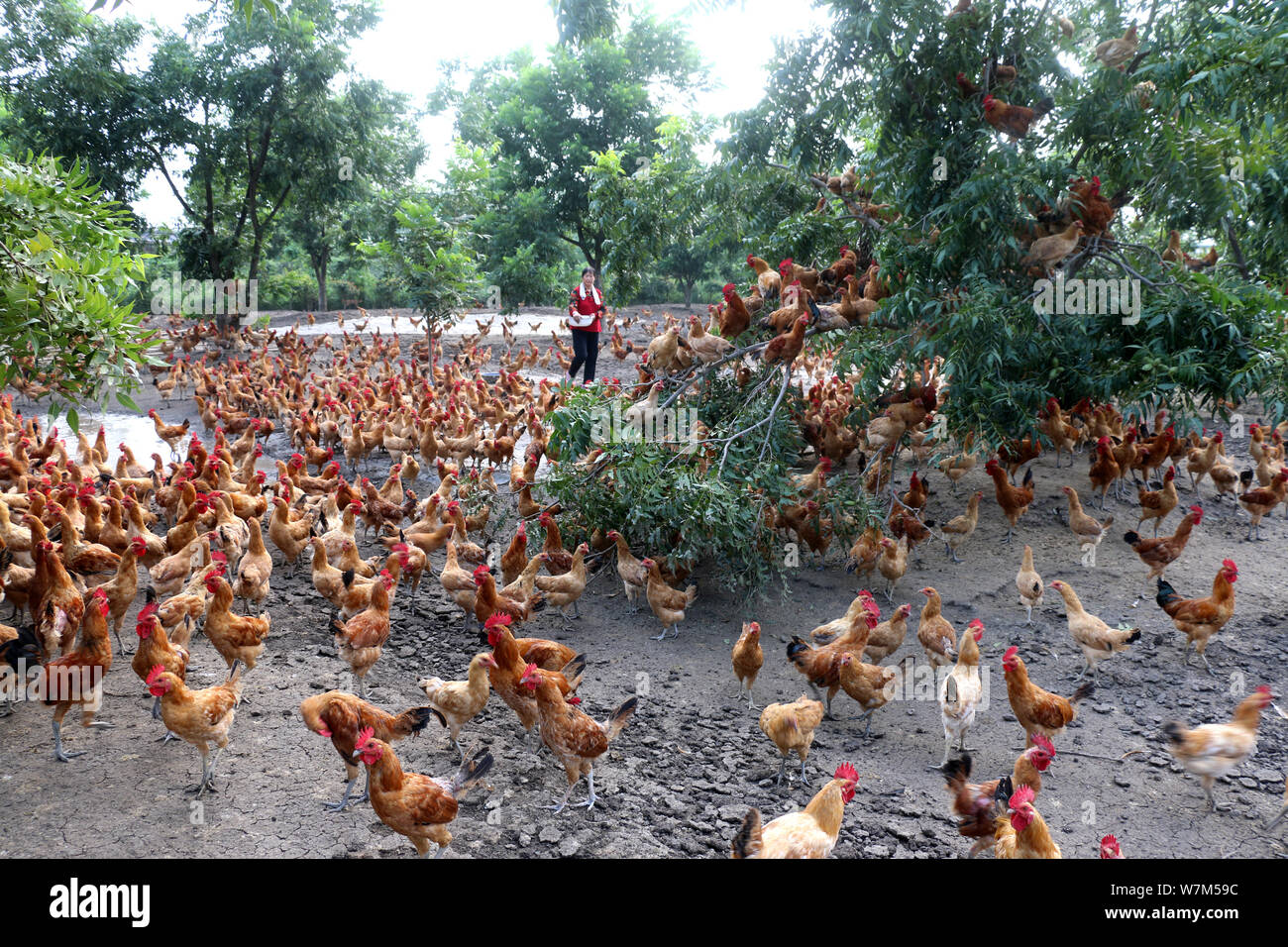 Chicken under tree hi-res stock photography and images - Alamy