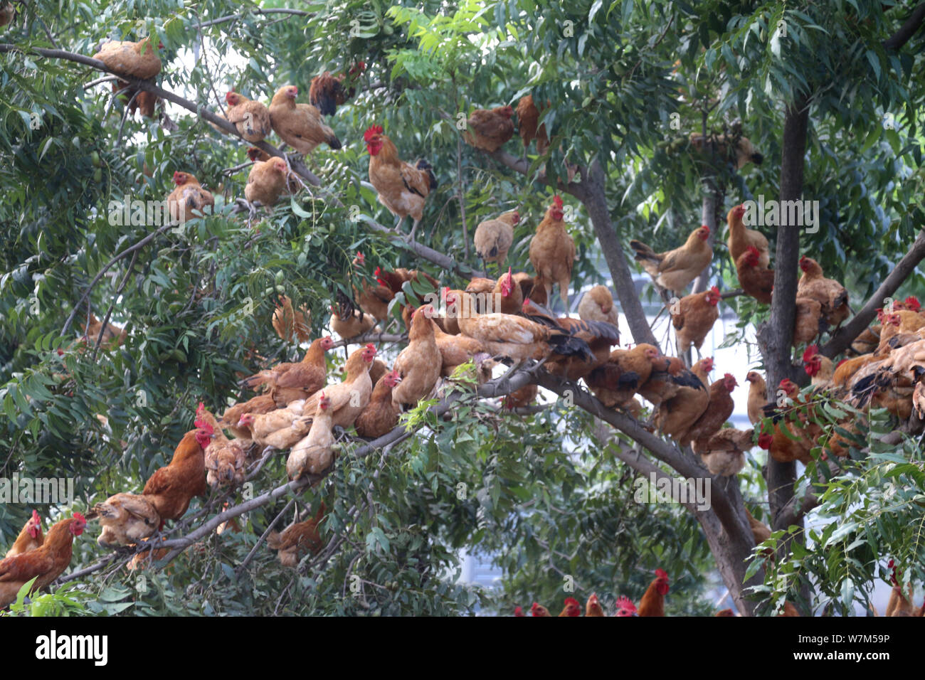Chickens in a tree hi-res stock photography and images - Alamy