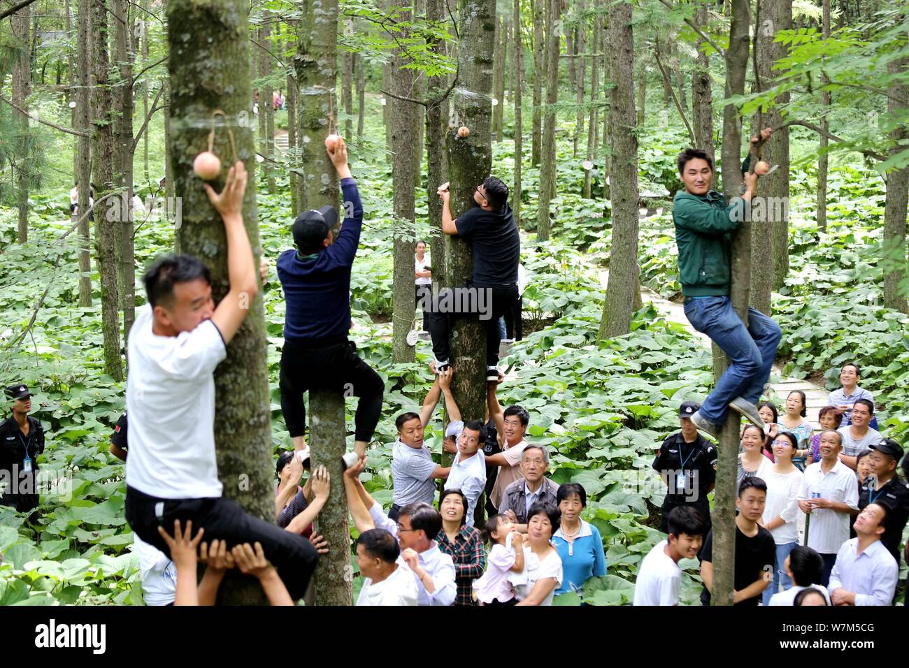 Chinese citizens compete in a tree-climbing competition at Baiyun ...