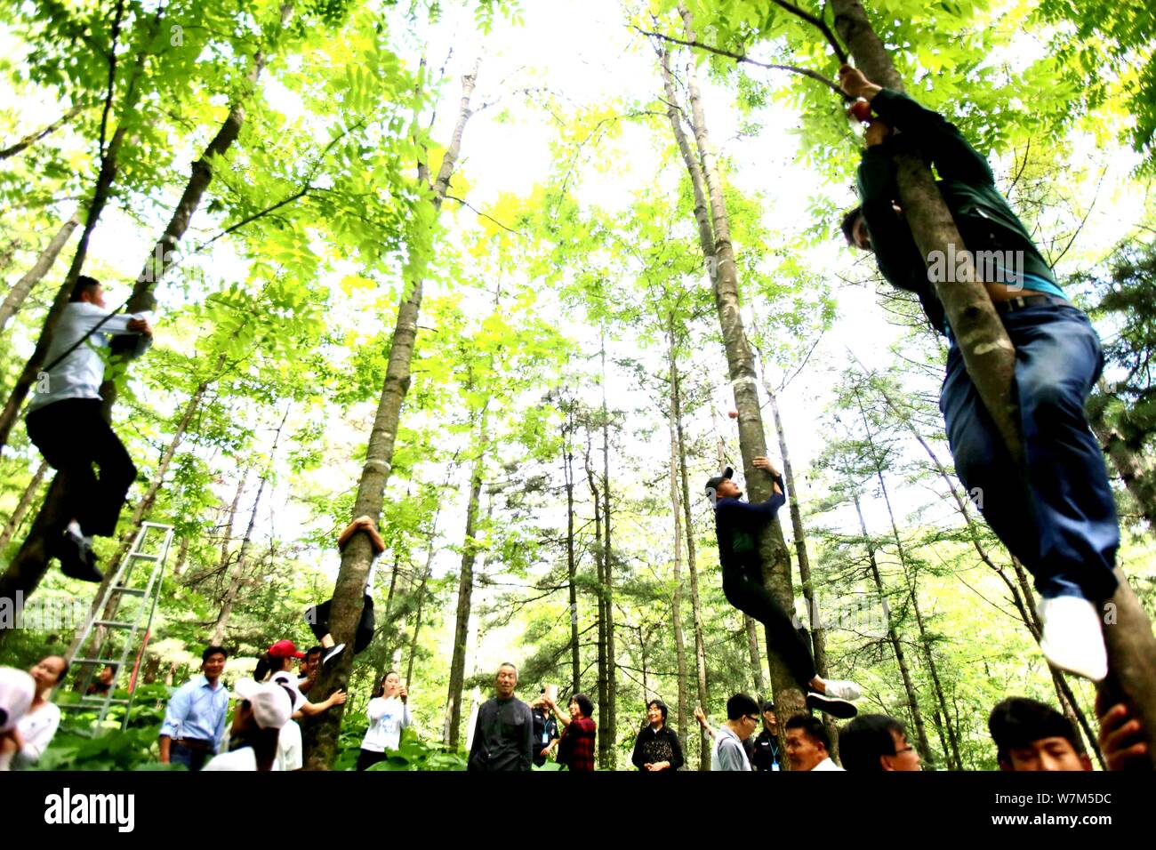 Chinese citizens compete in a tree-climbing competition at Baiyun ...