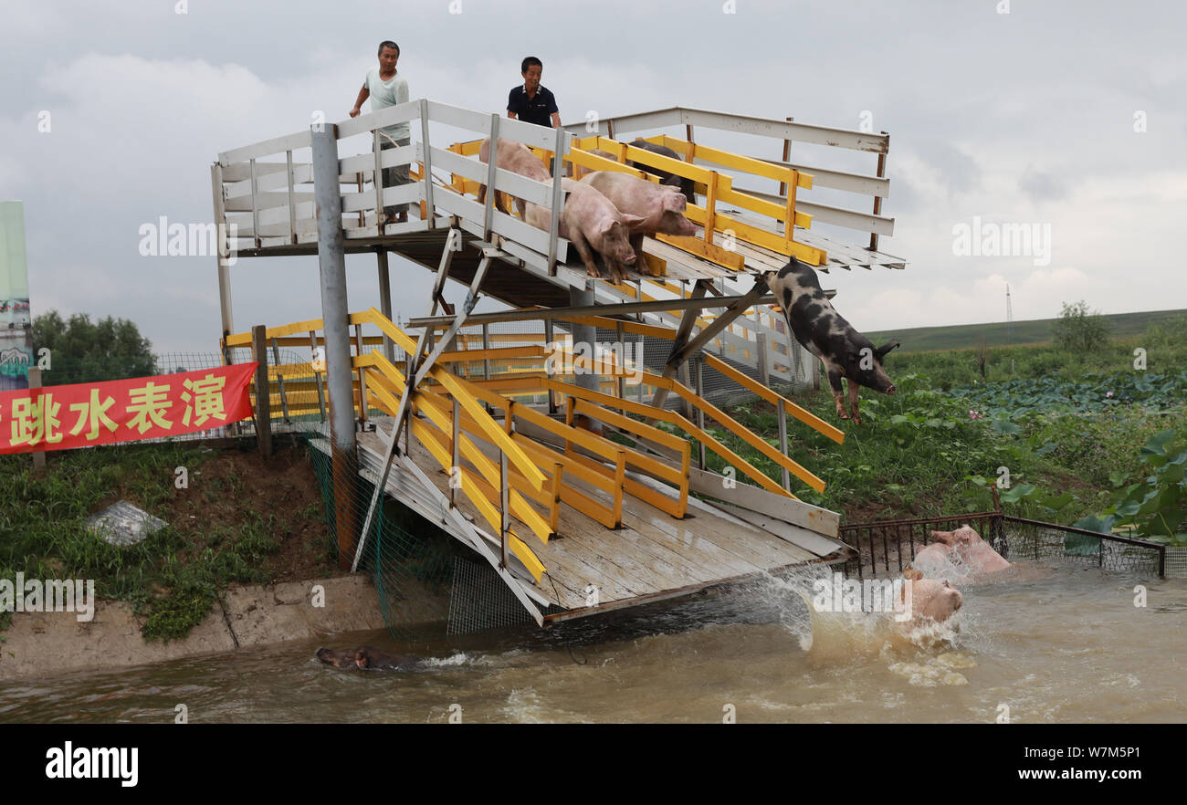 A pig jumps off a platform and dives into the water during a daily ...