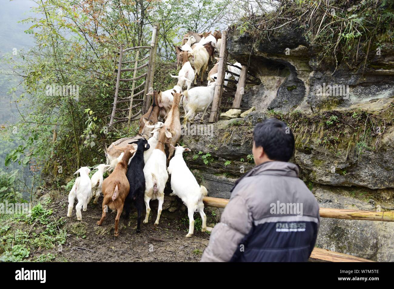--FILE--Chinese farmer Zheng Yunguo herds his sheep at a steep mountain ...