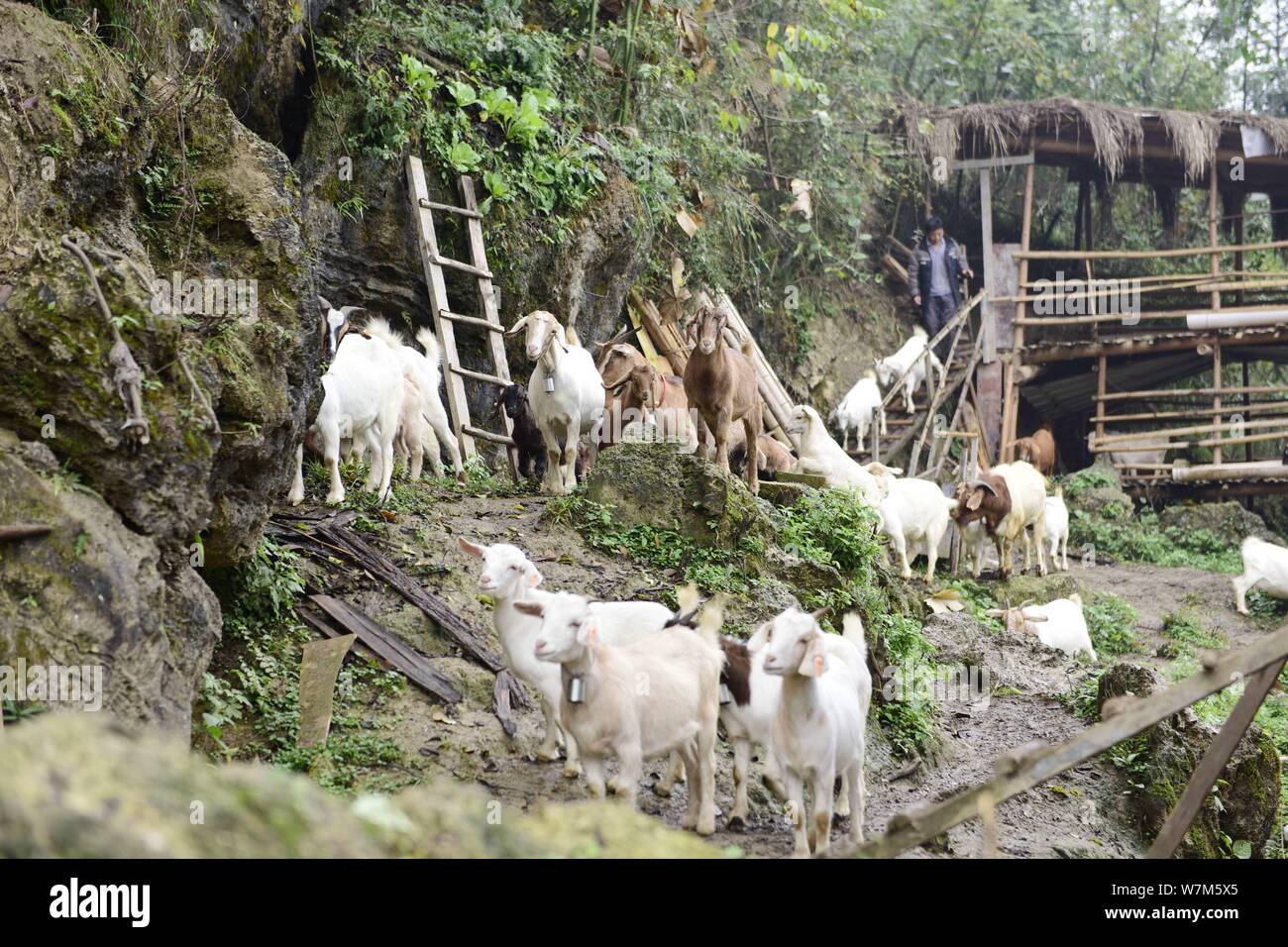 --FILE--Chinese farmer Zheng Yunguo herds his sheep outside a sheepfold ...