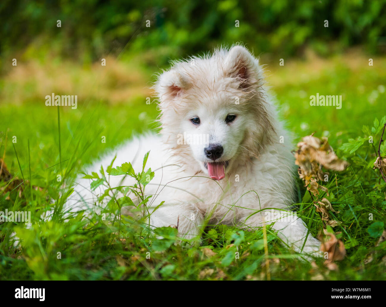Funny Samoyed puppy dog in the garden on the grass Stock Photo - Alamy