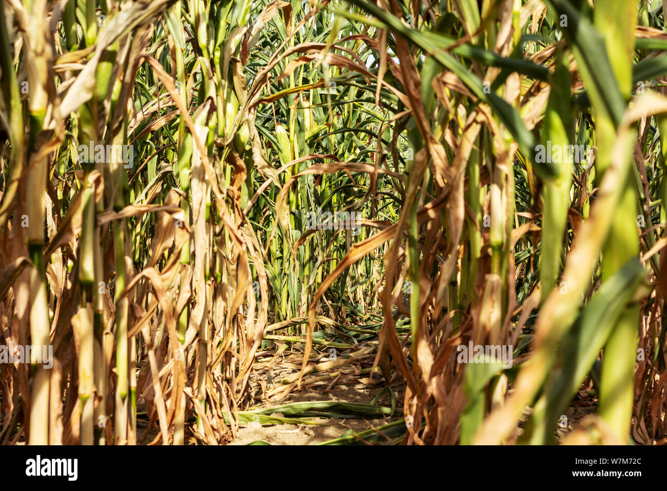 In the dry corn field Stock Photo - Alamy
