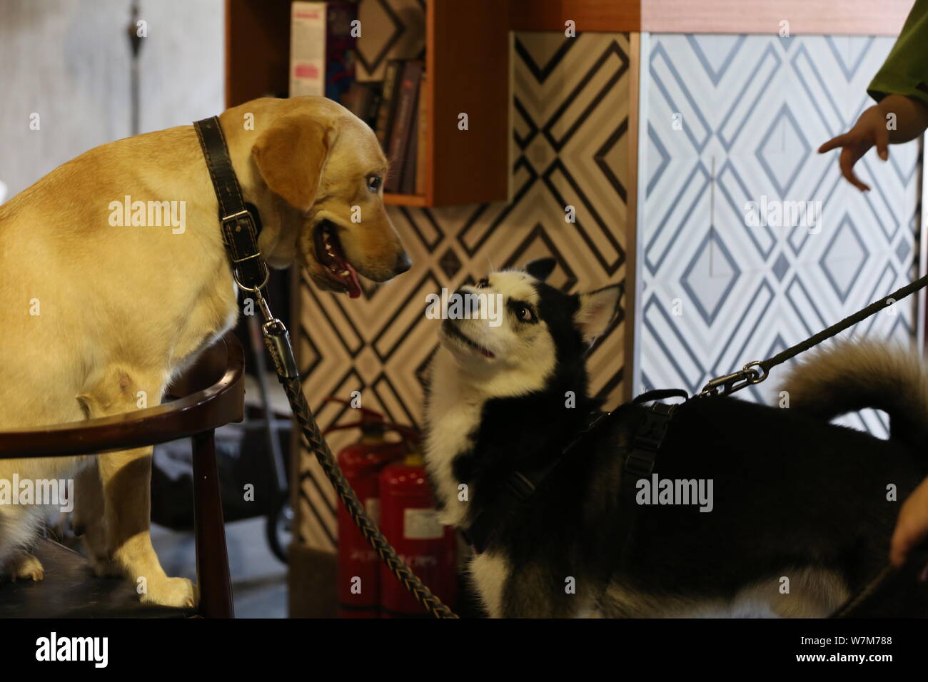 Dogs have fun at Shenyang's first pet-themed restaurant in Shenyang ...