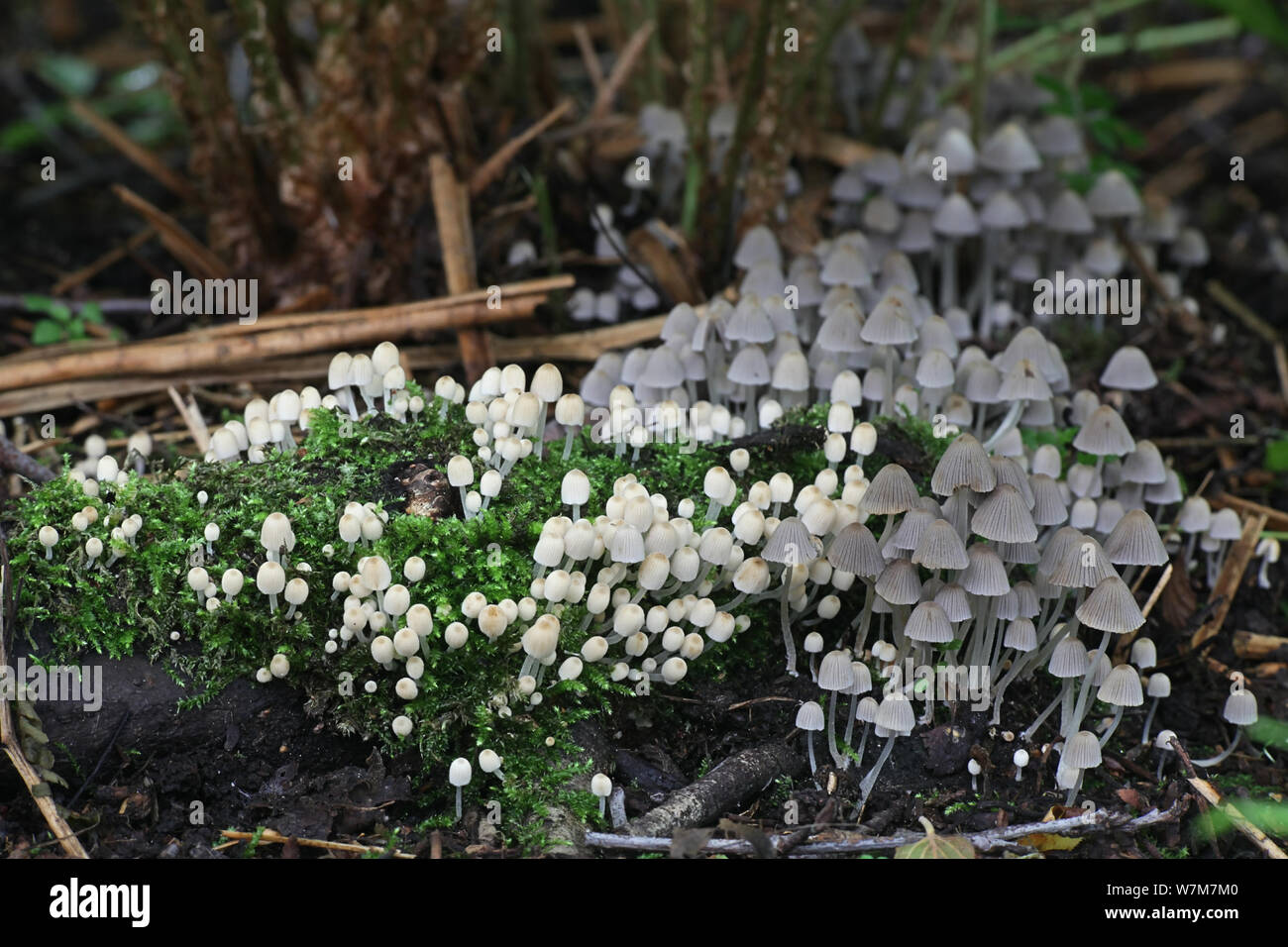 Coprinellus disseminatus (formerly Coprinus disseminatus), known as ...