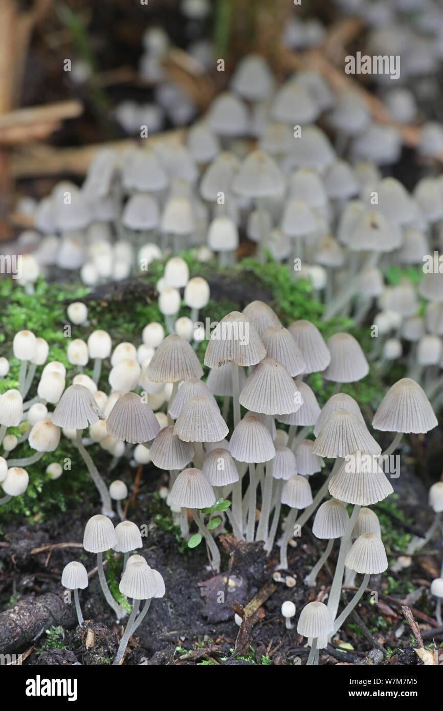 Coprinellus disseminatus (formerly Coprinus disseminatus), known as ...