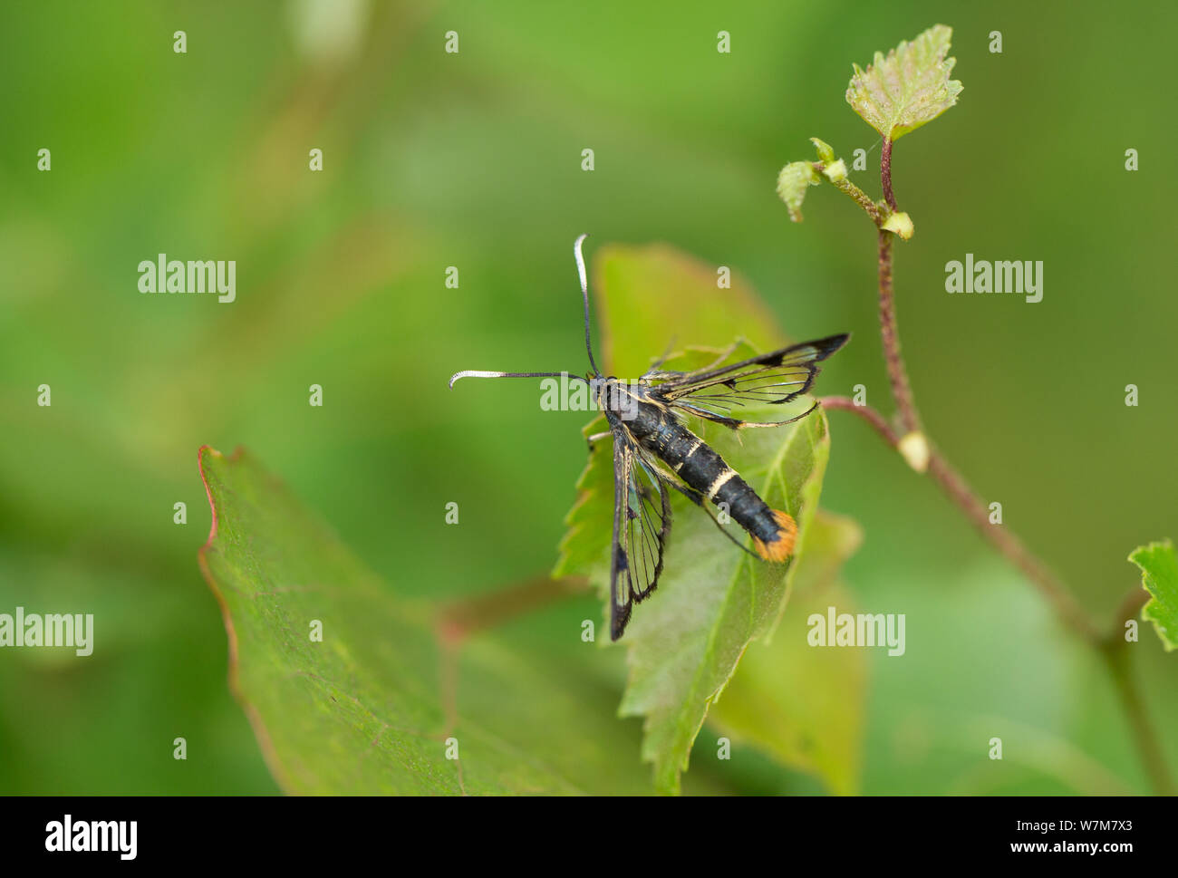 Welsch hi-res stock photography and images - Alamy