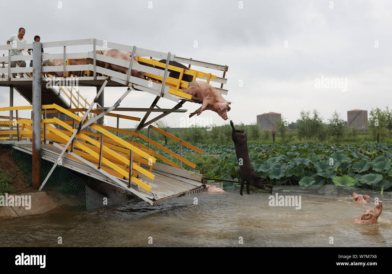 A pig jumps off a platform and dives into the water during a daily ...