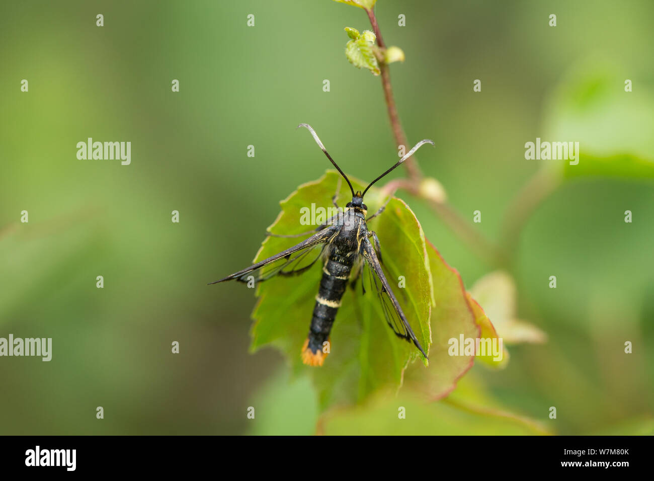 Welsch hi-res stock photography and images - Alamy