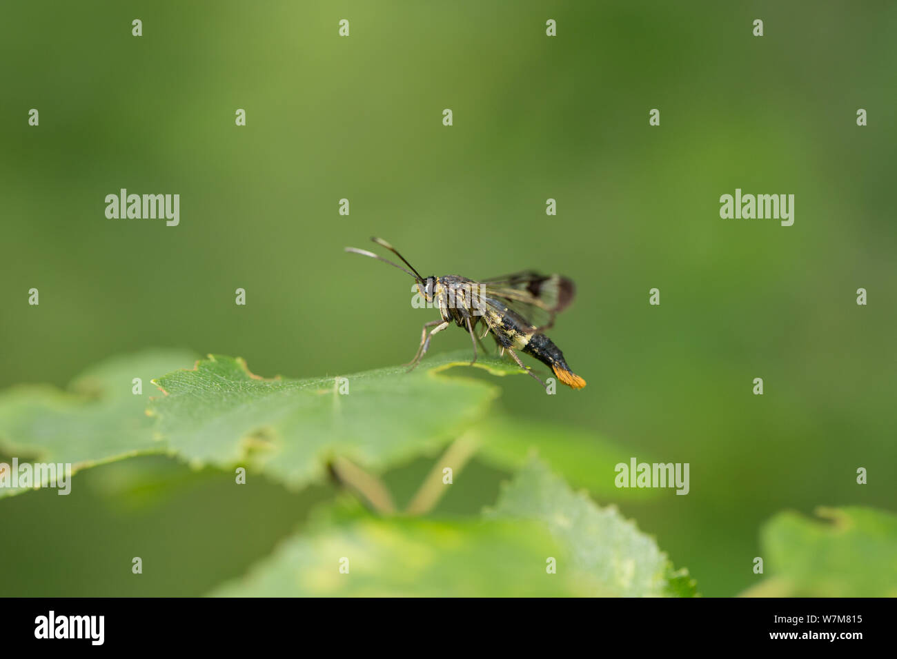 Scoliaeformis hi-res stock photography and images - Alamy
