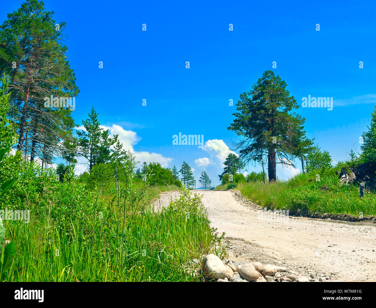 Dirt Road in Highland Area, Big Cedar and Pine Trees at the Roadside ...