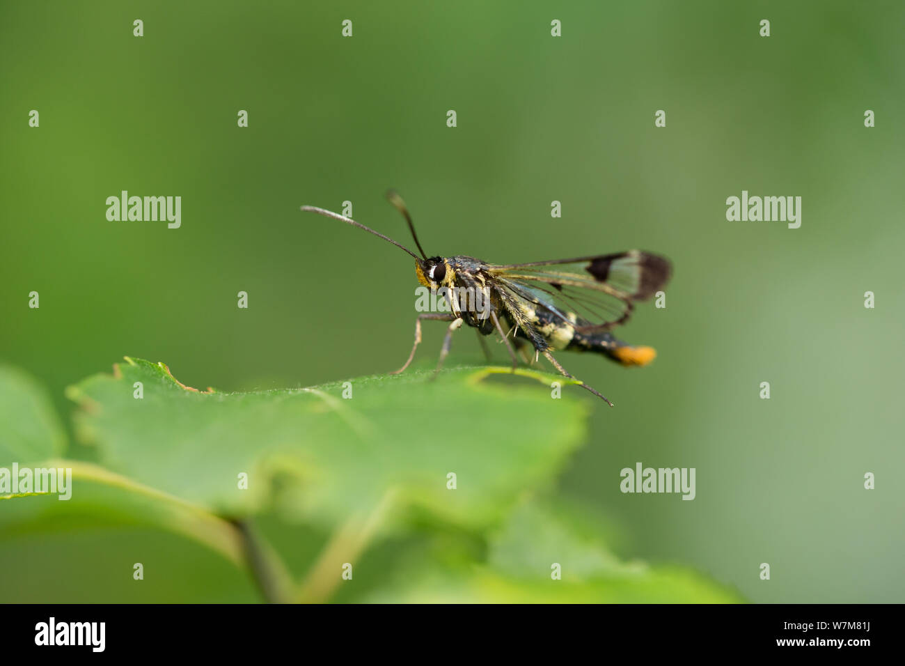 Scoliaeformis hi-res stock photography and images - Alamy