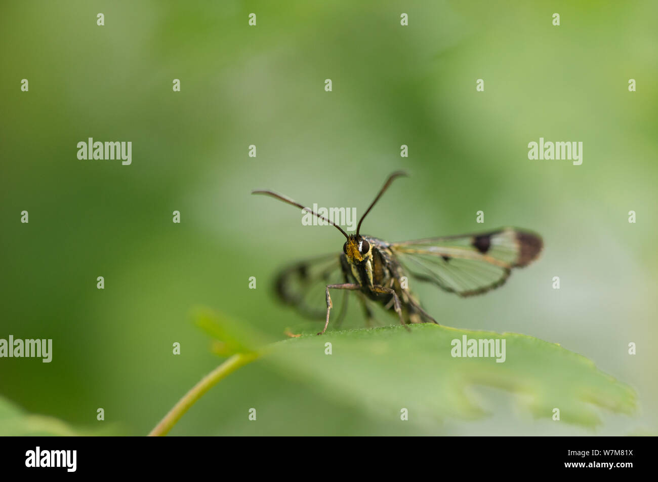 Welsch hi-res stock photography and images - Alamy