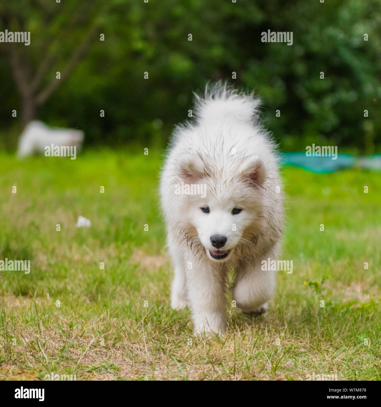 Adorable white samoyed puppy dog is running Stock Photo - Alamy