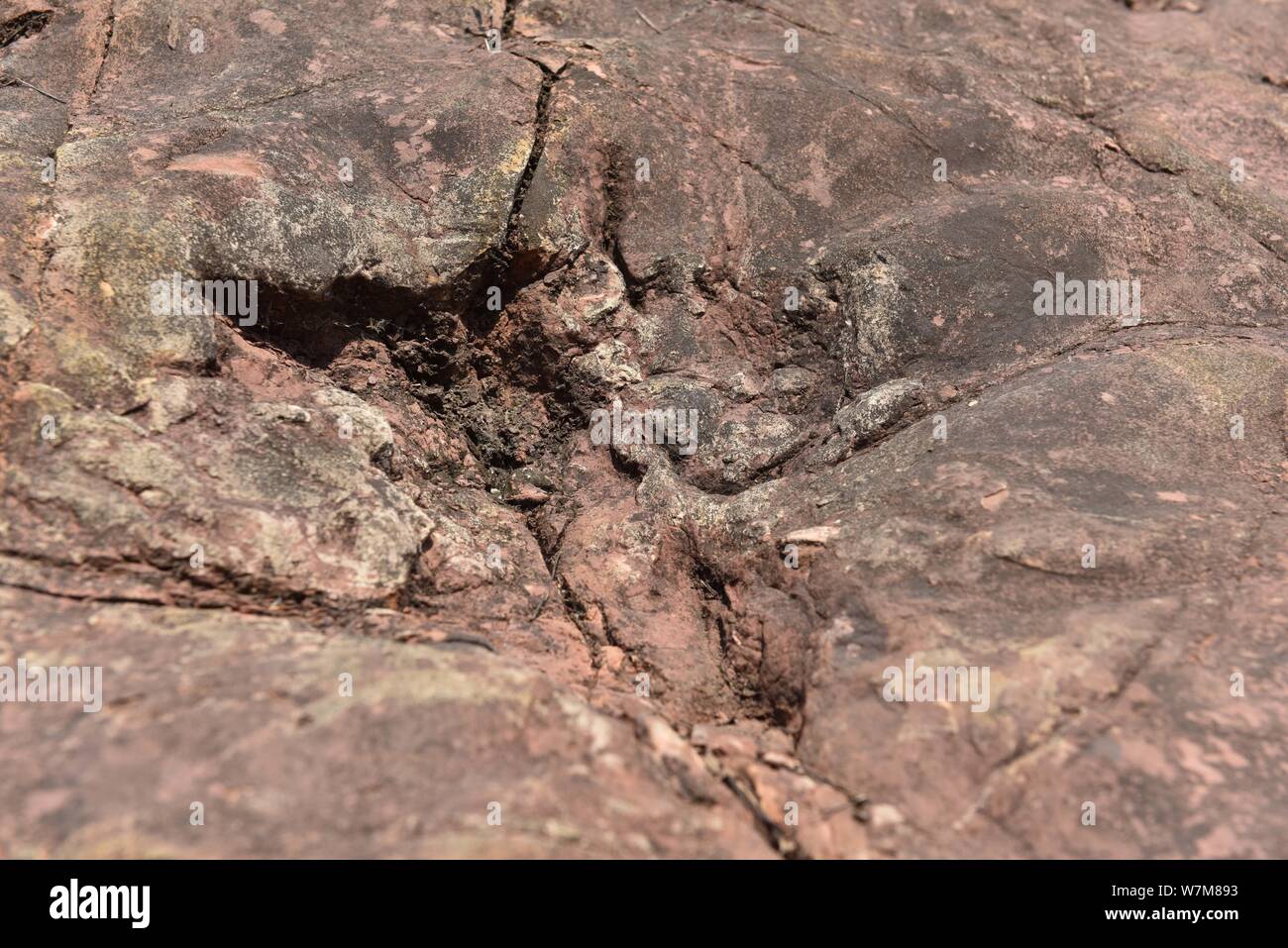 View of a dinosaur footprint of sauropod dinosaurs from the early ...
