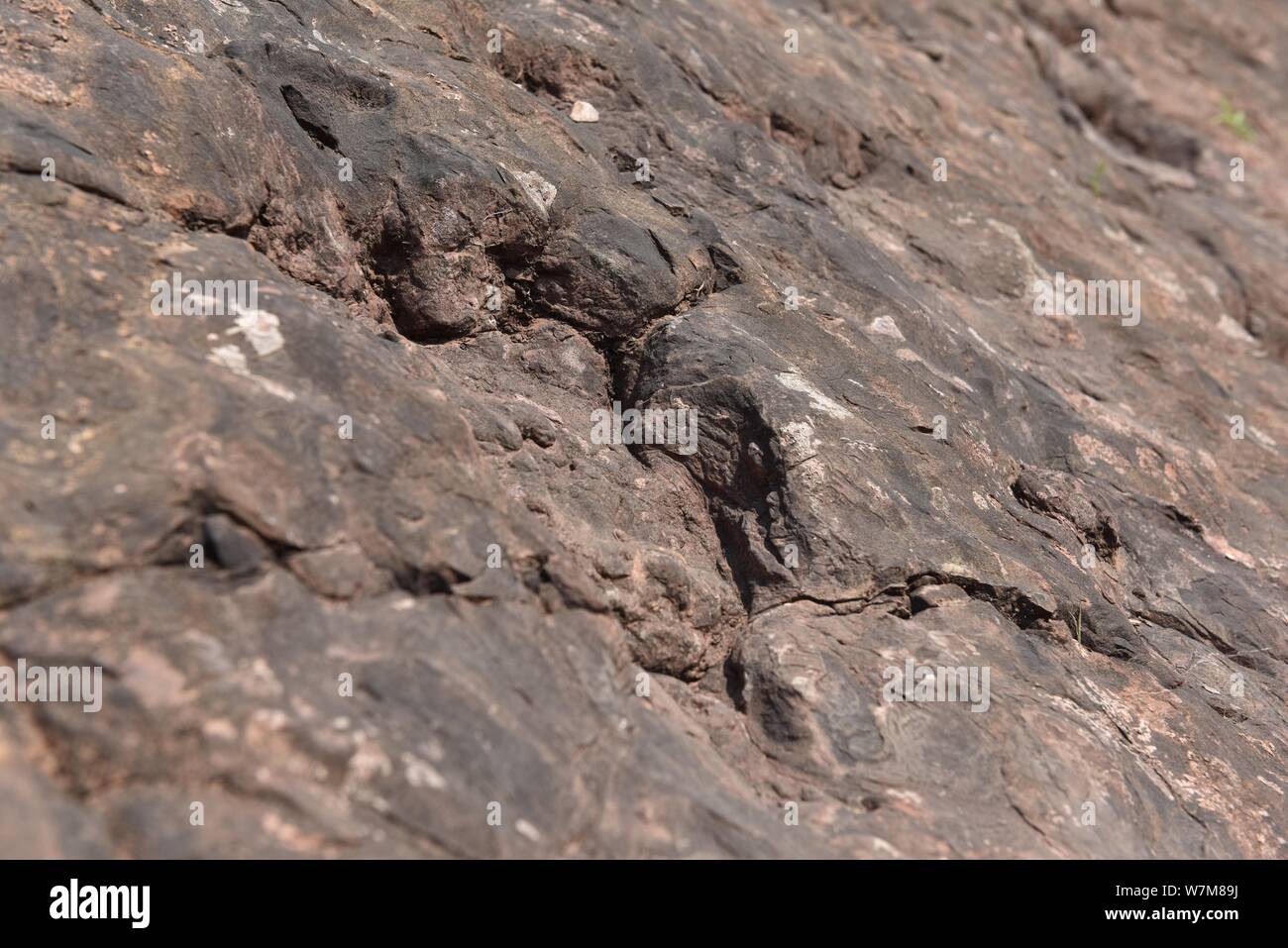 Sauropod footprint hi-res stock photography and images - Alamy