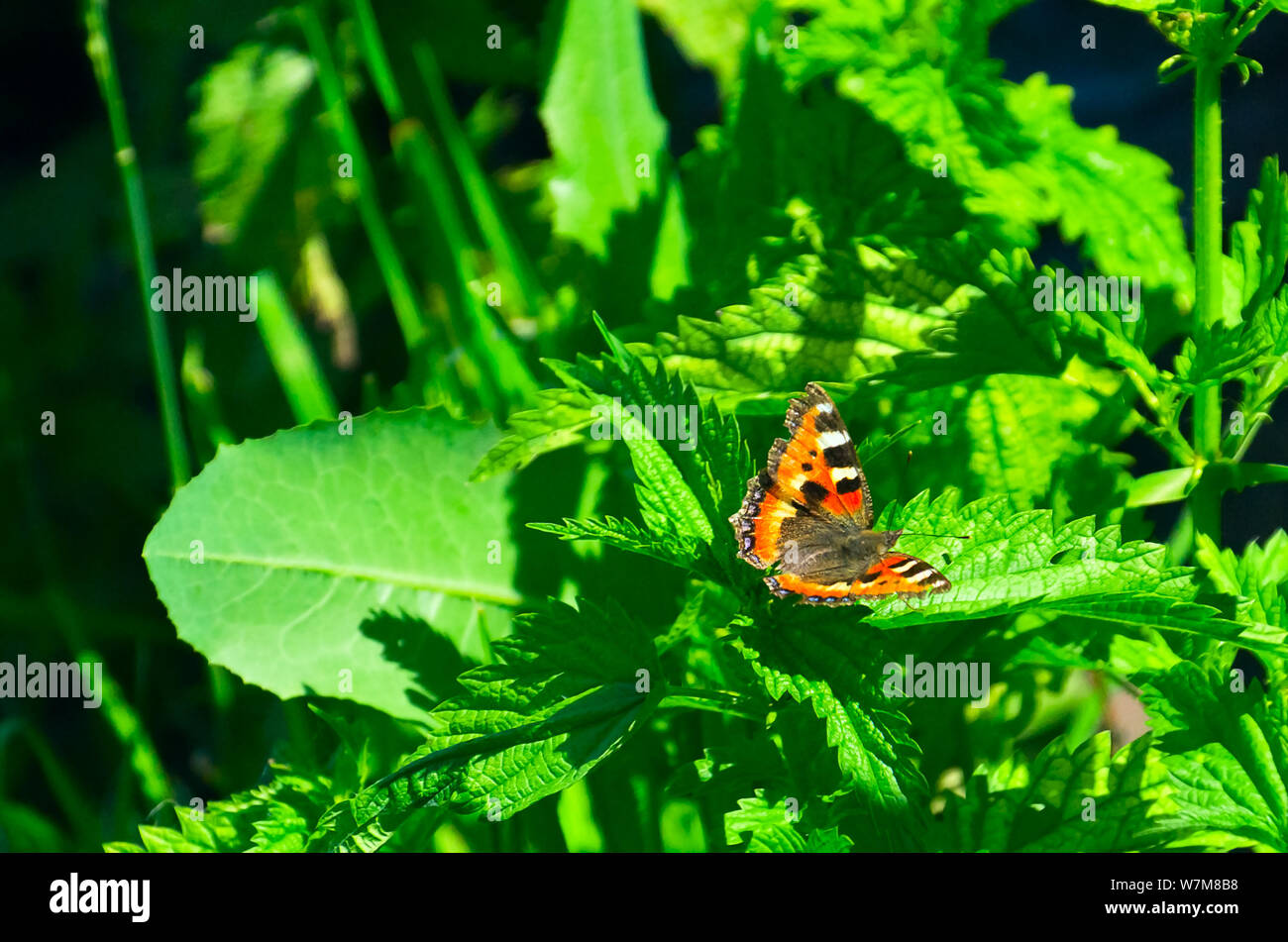 Small Tortoiseshell Butterfly (Aglais Urticae), Open Wings, Sitting on ...
