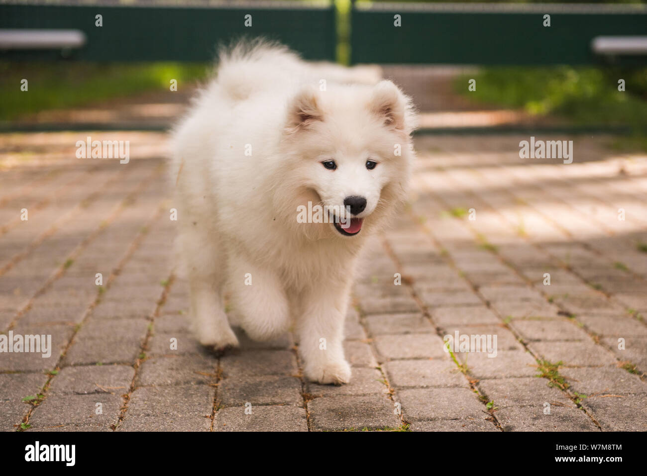 Adorable white samoyed puppy dog is walking in the yard Stock Photo - Alamy