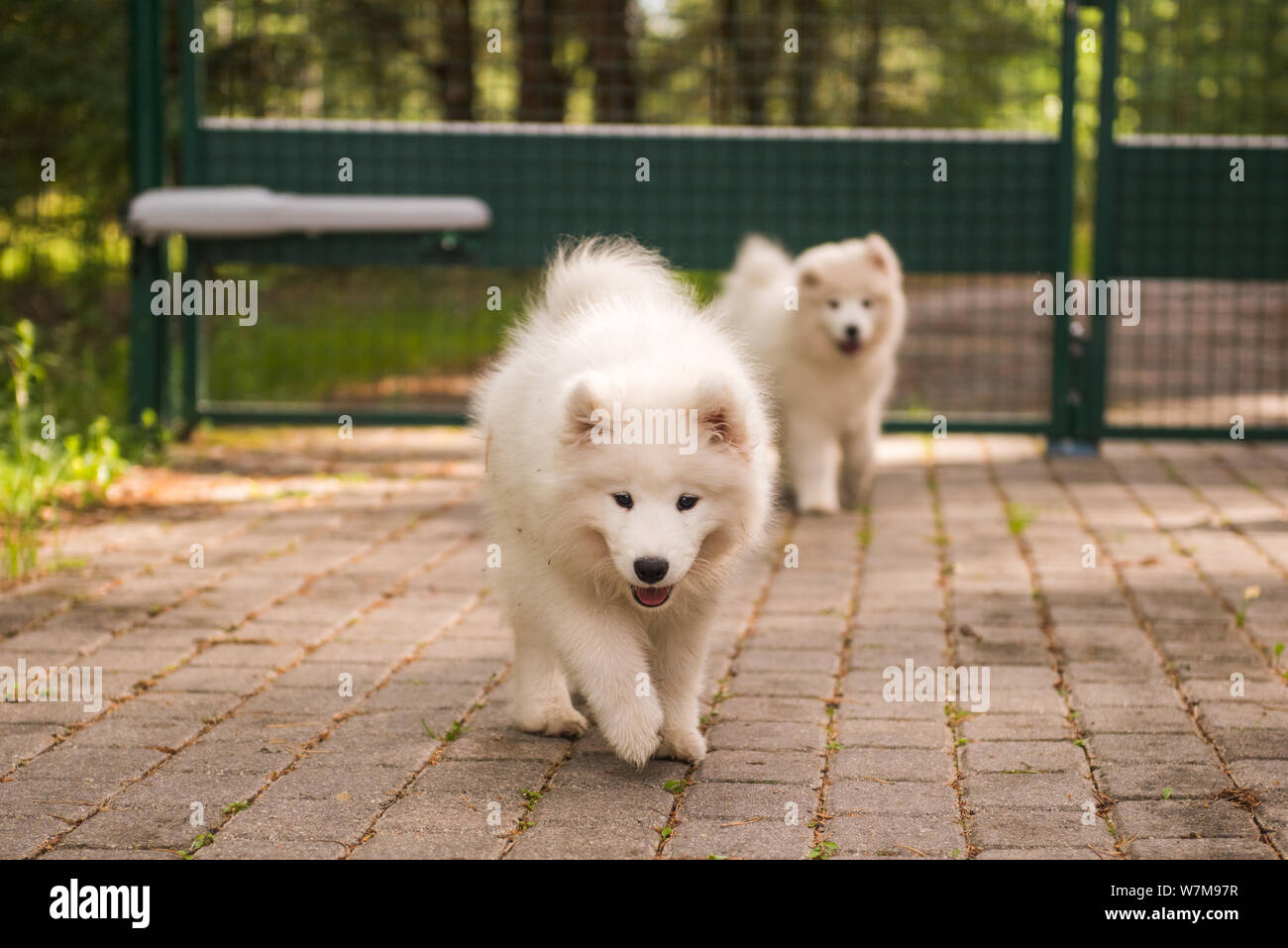 Adorable white samoyed puppy dog is walking in the yard Stock Photo - Alamy