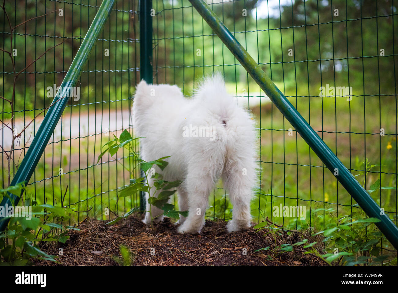Adorable white samoyed puppy dog is walking in the yard Stock Photo - Alamy