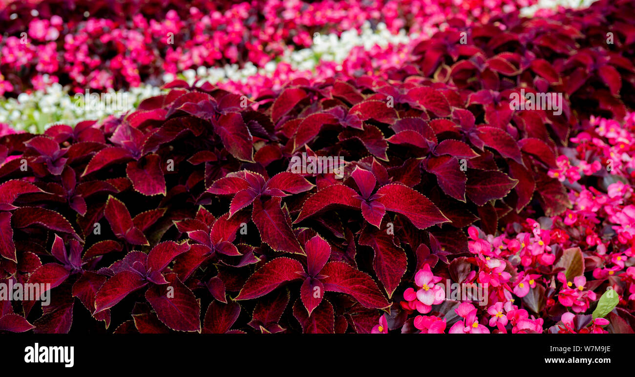Red leaves of plants. Leaf surface texture Stock Photo - Alamy