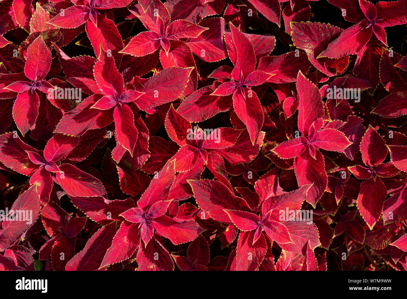 Red leaves of plants. Leaf surface texture Stock Photo - Alamy