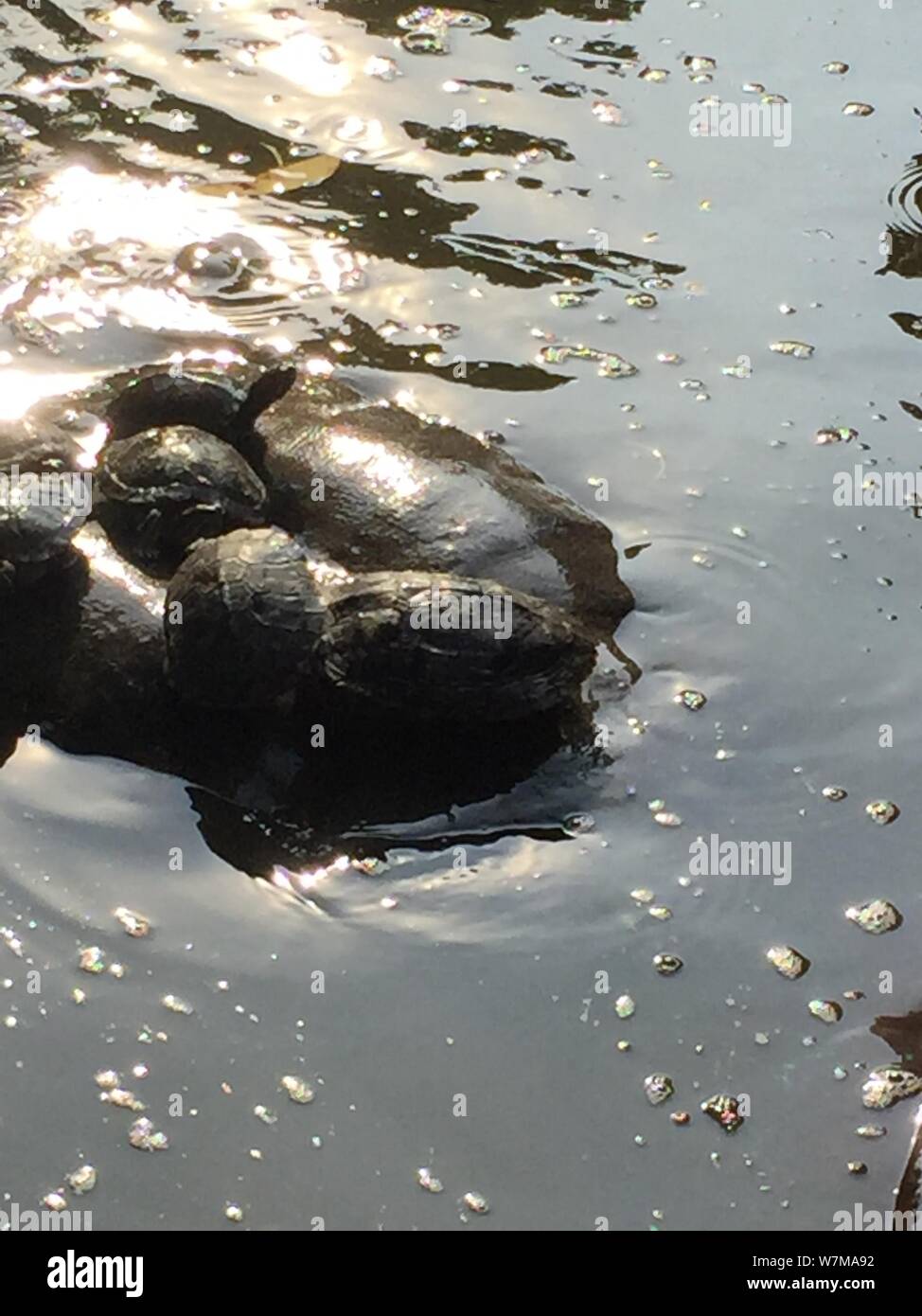 Chinese pond turtles hi-res stock photography and images - Alamy