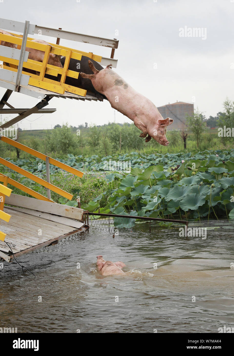 A pig jumps off a platform and dives into the water during a daily ...