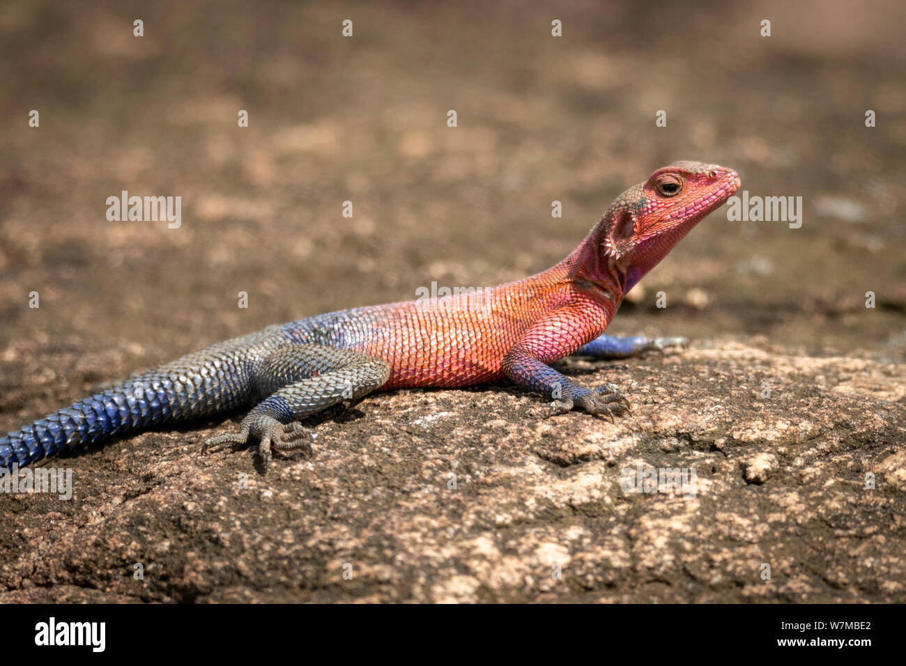 Spider man agama hi-res stock photography and images - Alamy