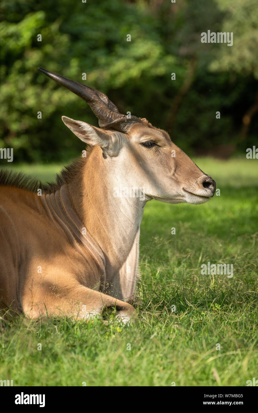 Close-up of common eland lying in sunshine Stock Photo - Alamy