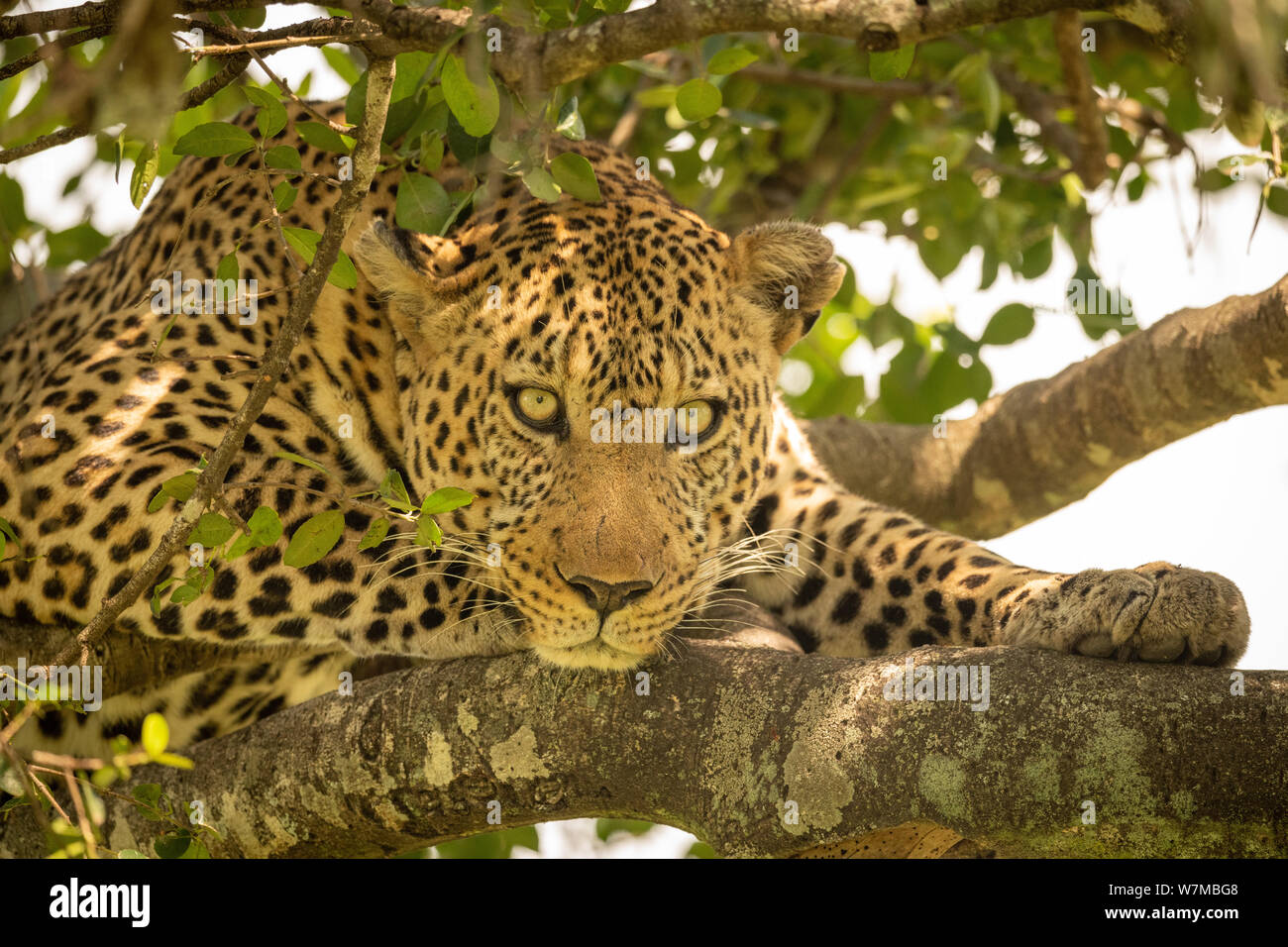 Leopard on branches hi-res stock photography and images - Alamy