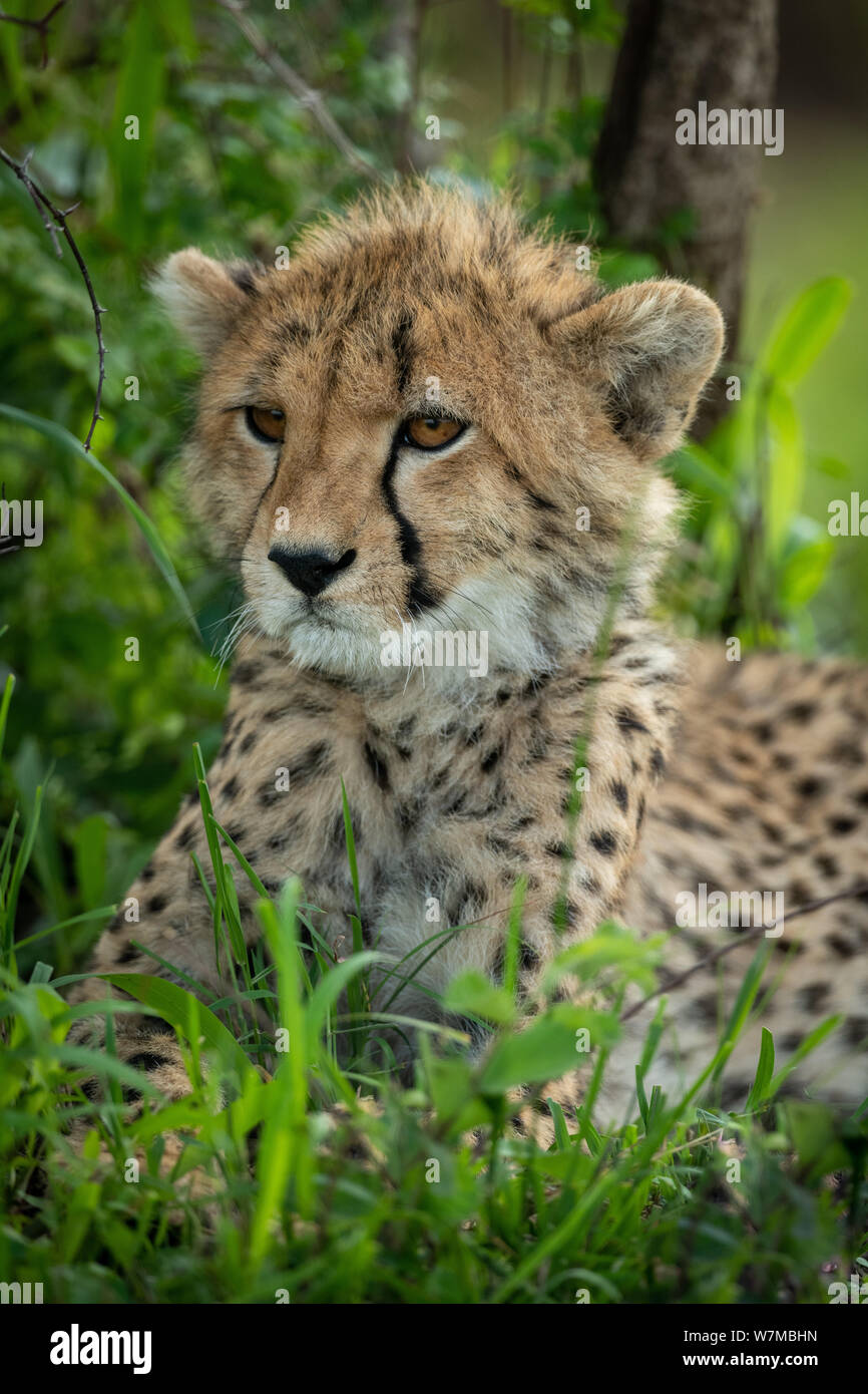 Close-up of cheetah cub lying in shade Stock Photo - Alamy