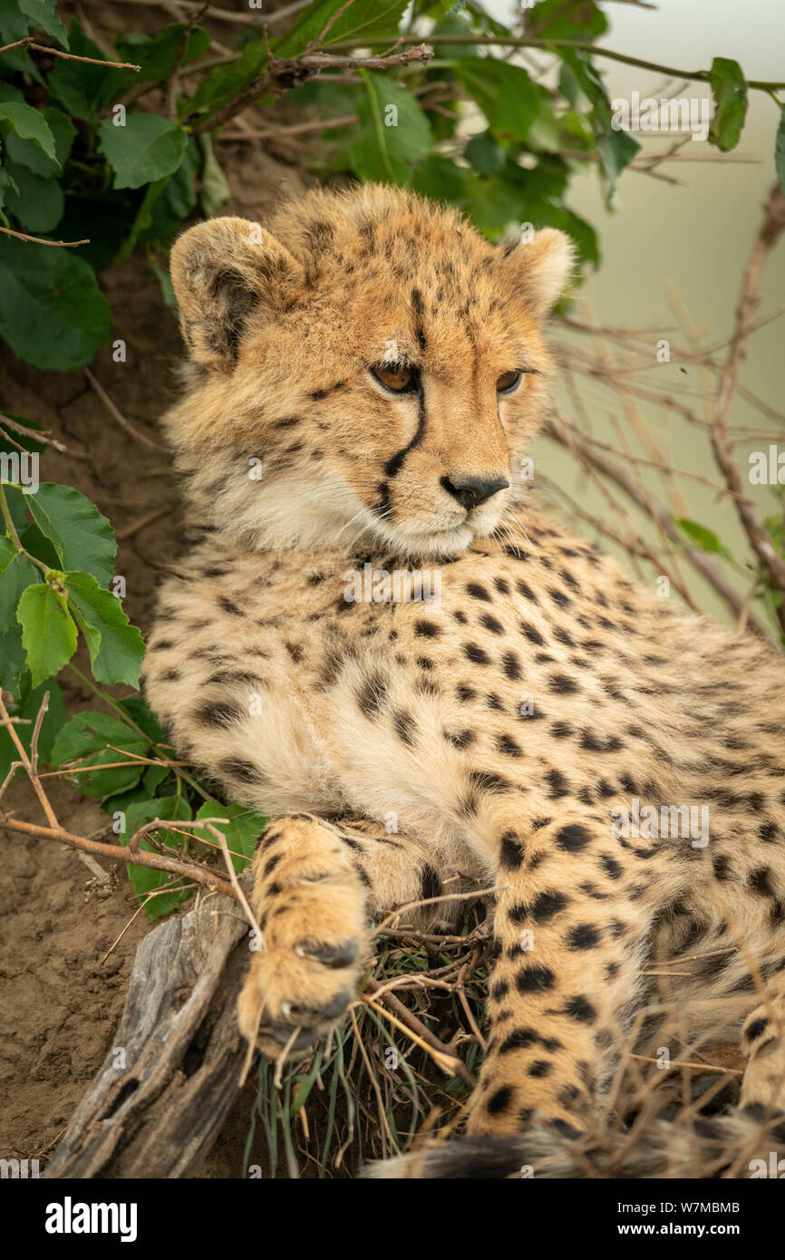 Close-up of cheetah cub lying by bushes Stock Photo - Alamy
