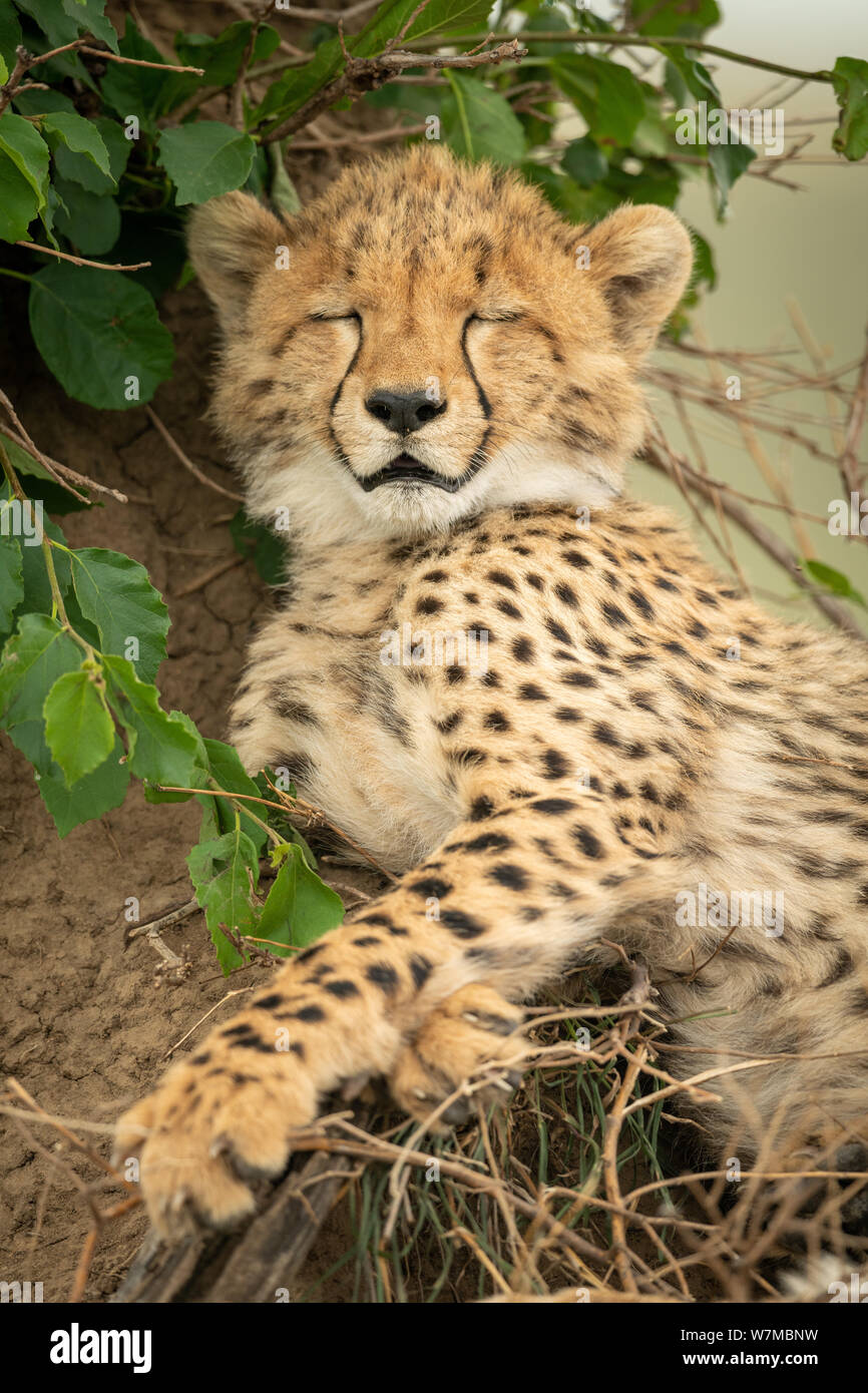 Sleeping cheetah cub hi-res stock photography and images - Alamy