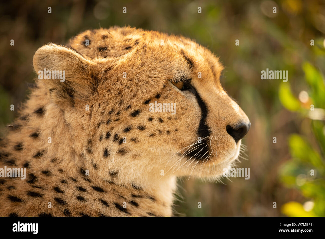 Cheetah Profile