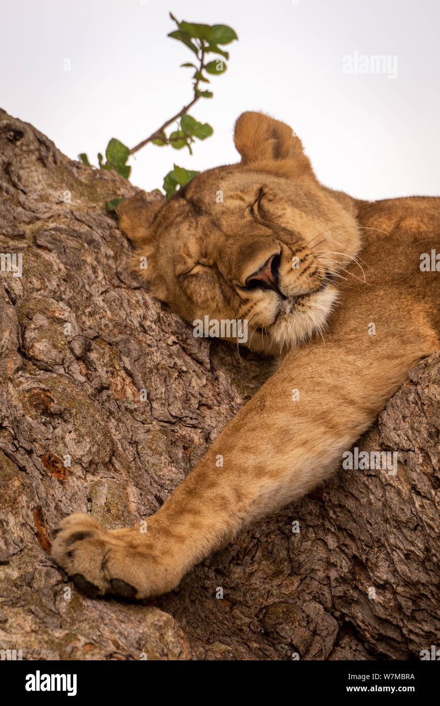 Close-up of young lion sleeping in tree Stock Photo - Alamy