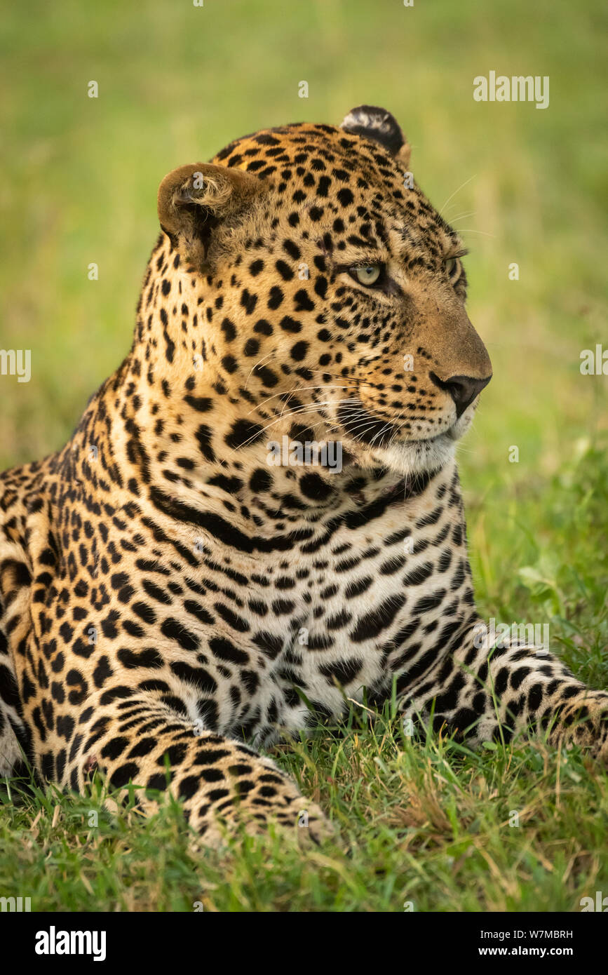Close-up of male leopard head turned right Stock Photo - Alamy